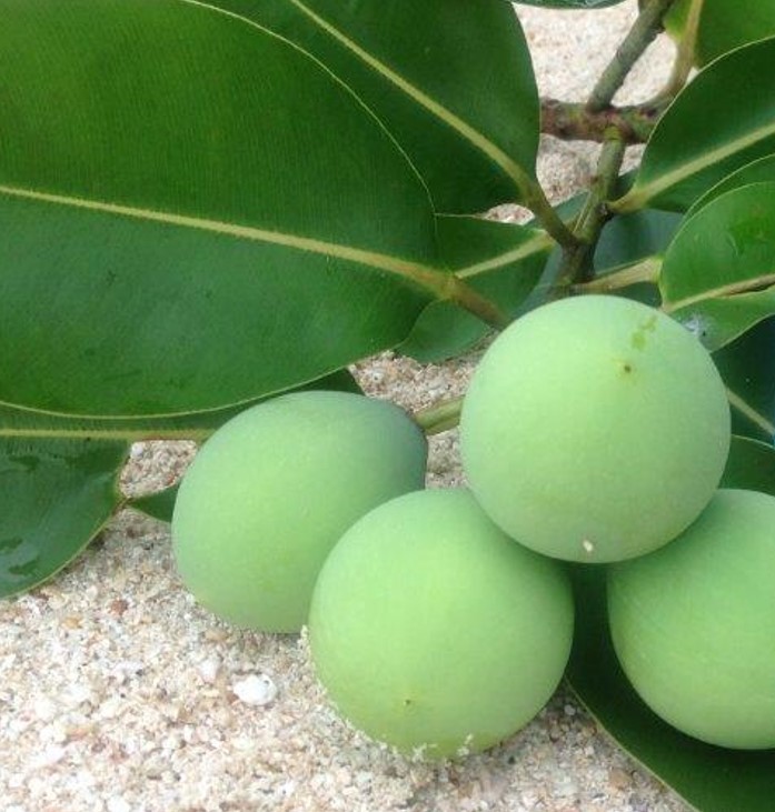 Tamanu Oil or Doli Oil - Mamma’s Laef